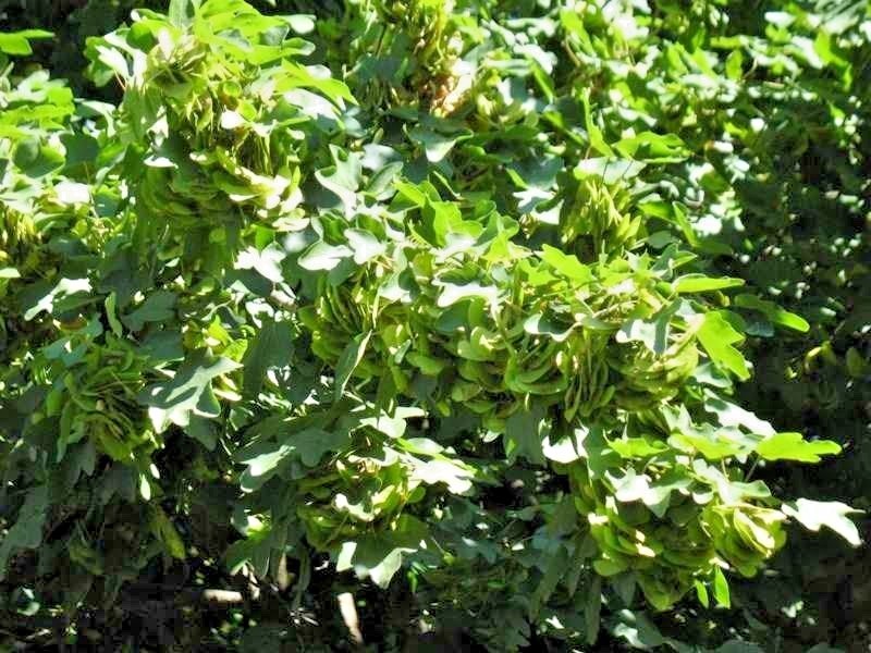 20 QUEEN ELIZABETH HEDGE MAPLE SEEEDS - Acer campestre 'Evelyn' Queen ...