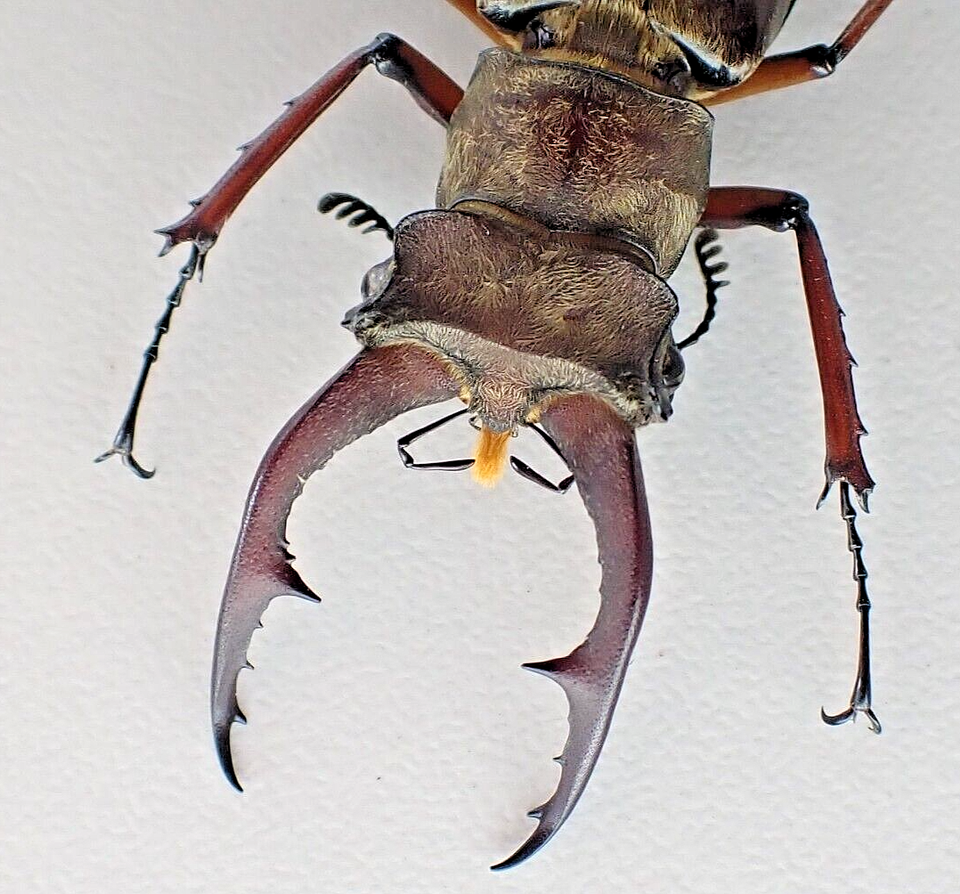 j50237. Insects, Lucanidae: Lucanus Gradivus. Vietnam North. 44mm? | eBay