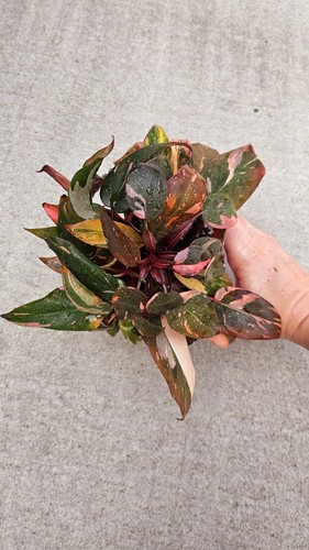 Philodendron Fire Princess | eBay