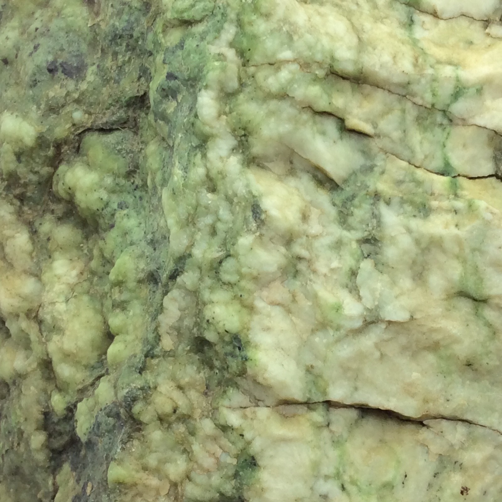 Trinity Alps Botryoidal Jade Stone Green Nephrite Bubble Gem Specimen ...