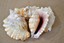 Shells Seashells, Beach Shells, Individual Sea Shells - Choice of Over ...