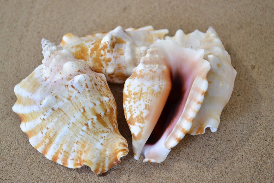 Shells Seashells, Beach Shells, Individual Sea Shells - Choice of Over ...