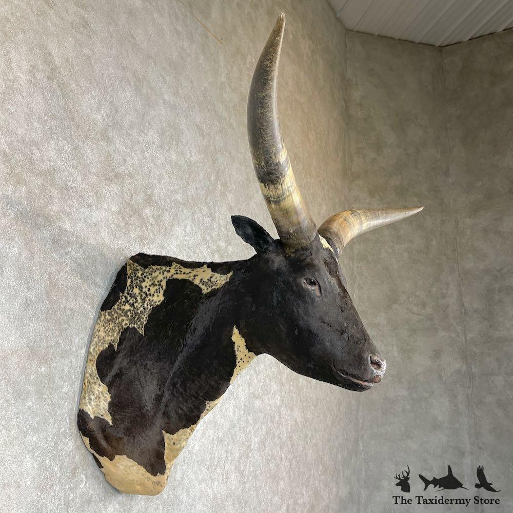 #25854 N+ | Ankole Watusi Longhorn Taxidermy Shoulder Head Mount ...