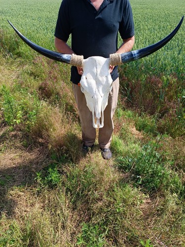 Real bull skull. Processed and whitened, Big Horns, Home Decor ...