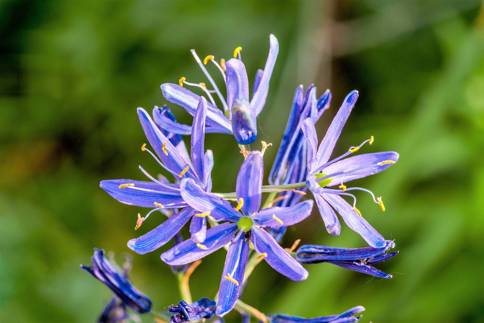 20 Blue LARGE CAMAS Camassia Leichtlinii Quamasia Great Camass Native ...