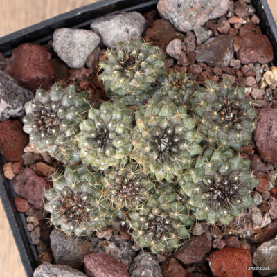 D3733 COPIAPOA LEONENSIS pot10-H5-W8 cm MaMa cactus | eBay