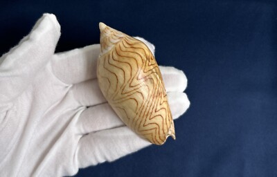 Amoria undulata (Wavy Volute) 'vintage' color, 79.1mm VOLUTIDAE ...