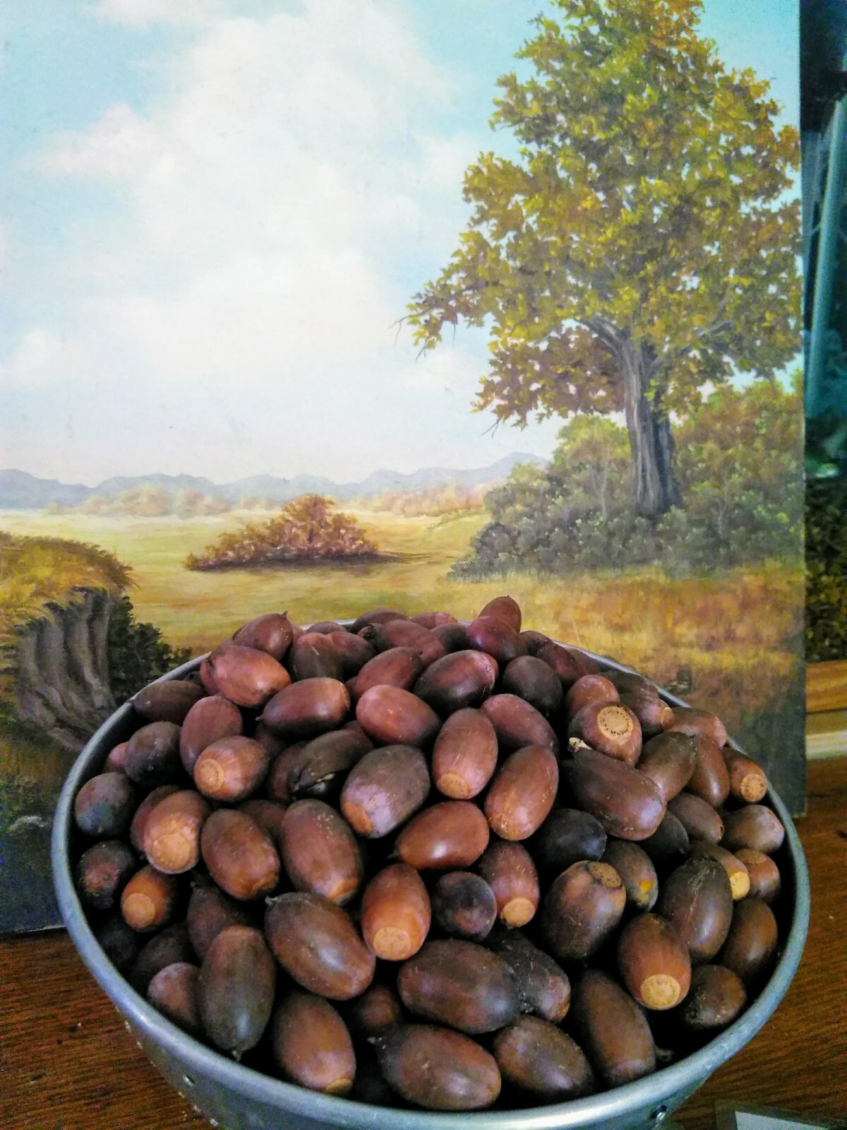 2024 Harvest Of Hand Selected Texas White Oak Acorns | eBay