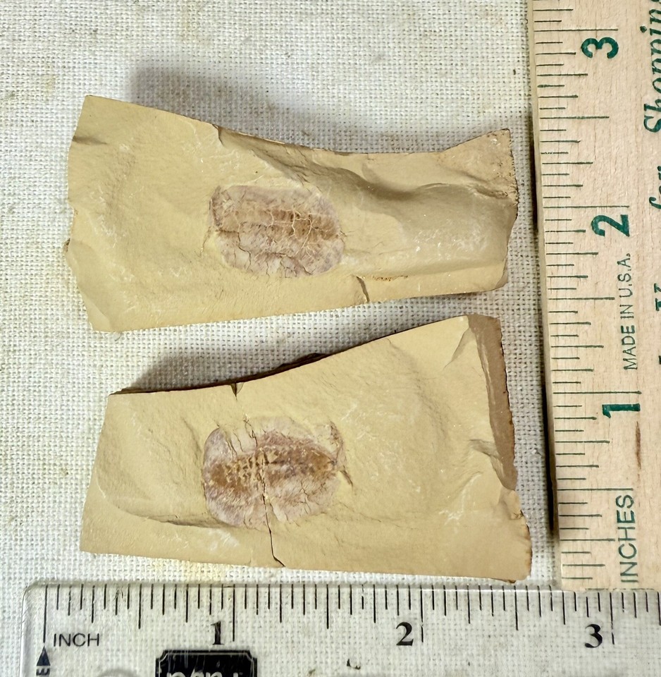 Chengjiang Fossil Site~ AMAZING DETAIL Naraoia Arthropod Fossil ...