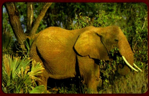 SCHEDA TELEFONICA PHONECARD LIBERA 200 UNITS ELEPHANT | eBay