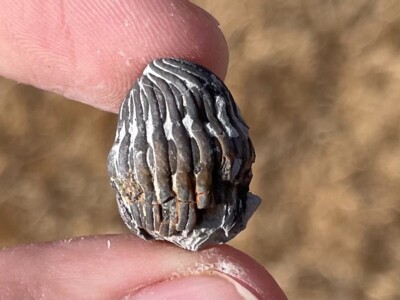 Ohio Fossil Trilobite Eldredgeops rana Devonian Age Bug | eBay