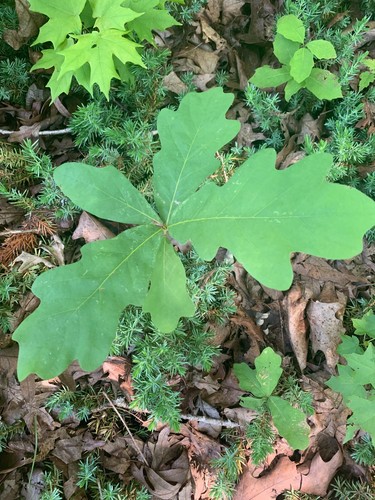 White Oak (1) Quercus Alba Tree NC Organic Live Plant Bareroot 4-8 ...