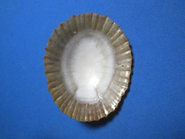 Cellana talcosa (Gould, 1846) "ENDEMIC HAWAIIAN LIMPET" (64.9mm) | eBay