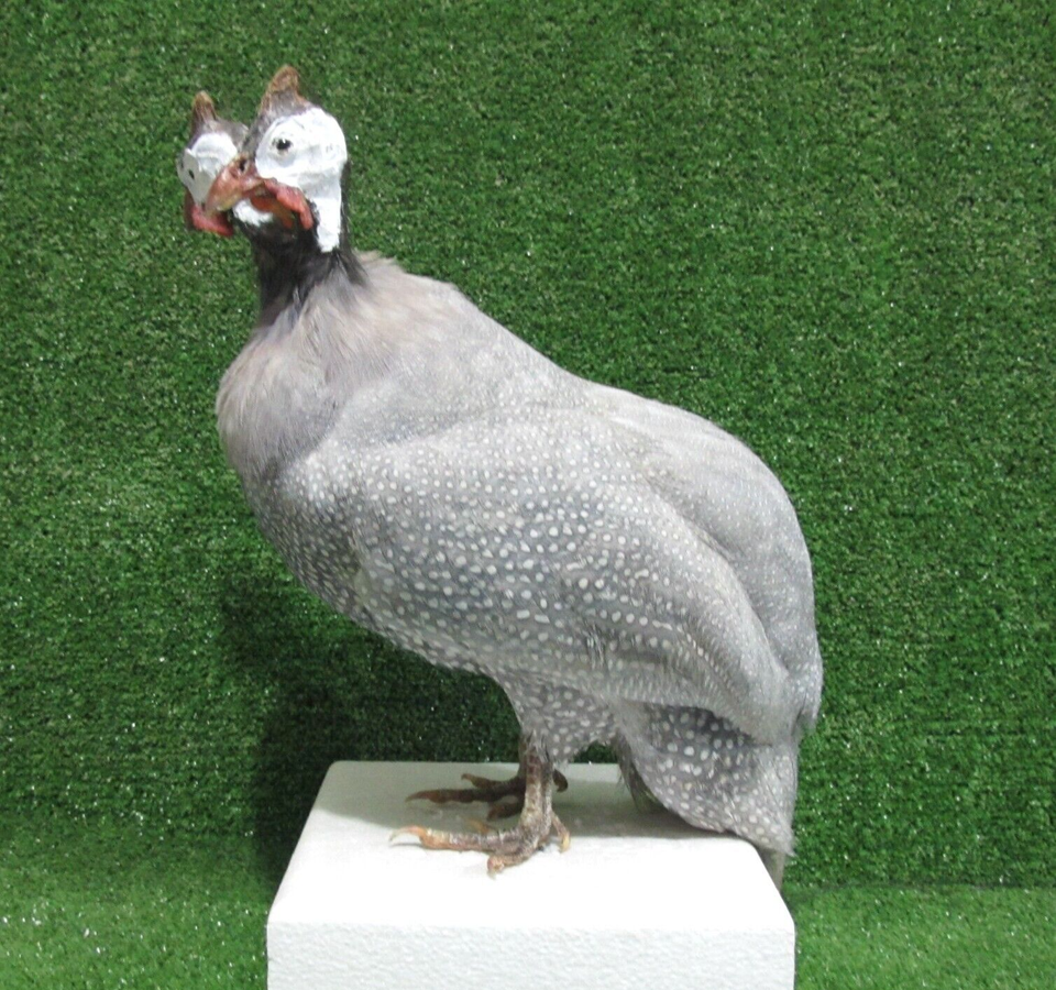 2 Headed Helmeted Head Guinea Fowl Bird Taxidermy Mount Sideshow Gaff ...