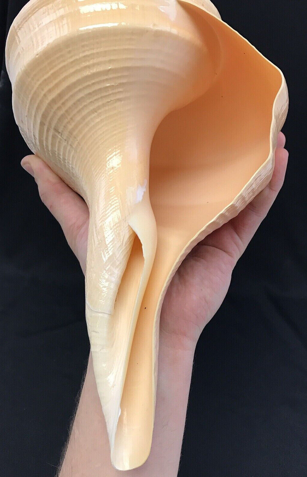 Beautiful Large Seashell, Conch Sea Shell, Australian Trumpet, Giant ...