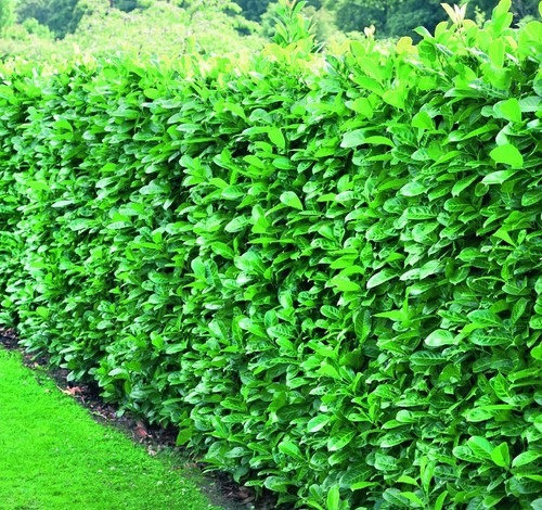 10 Large 3-4ft Cherry Laurel Evergreen Hedging Trees in 3L Pots By ...