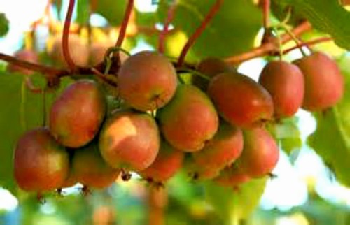 Anna Kiwi Seeds! Grows 100 #'s of fruit per plant! NO FUZZ -SUPER SWEET ...