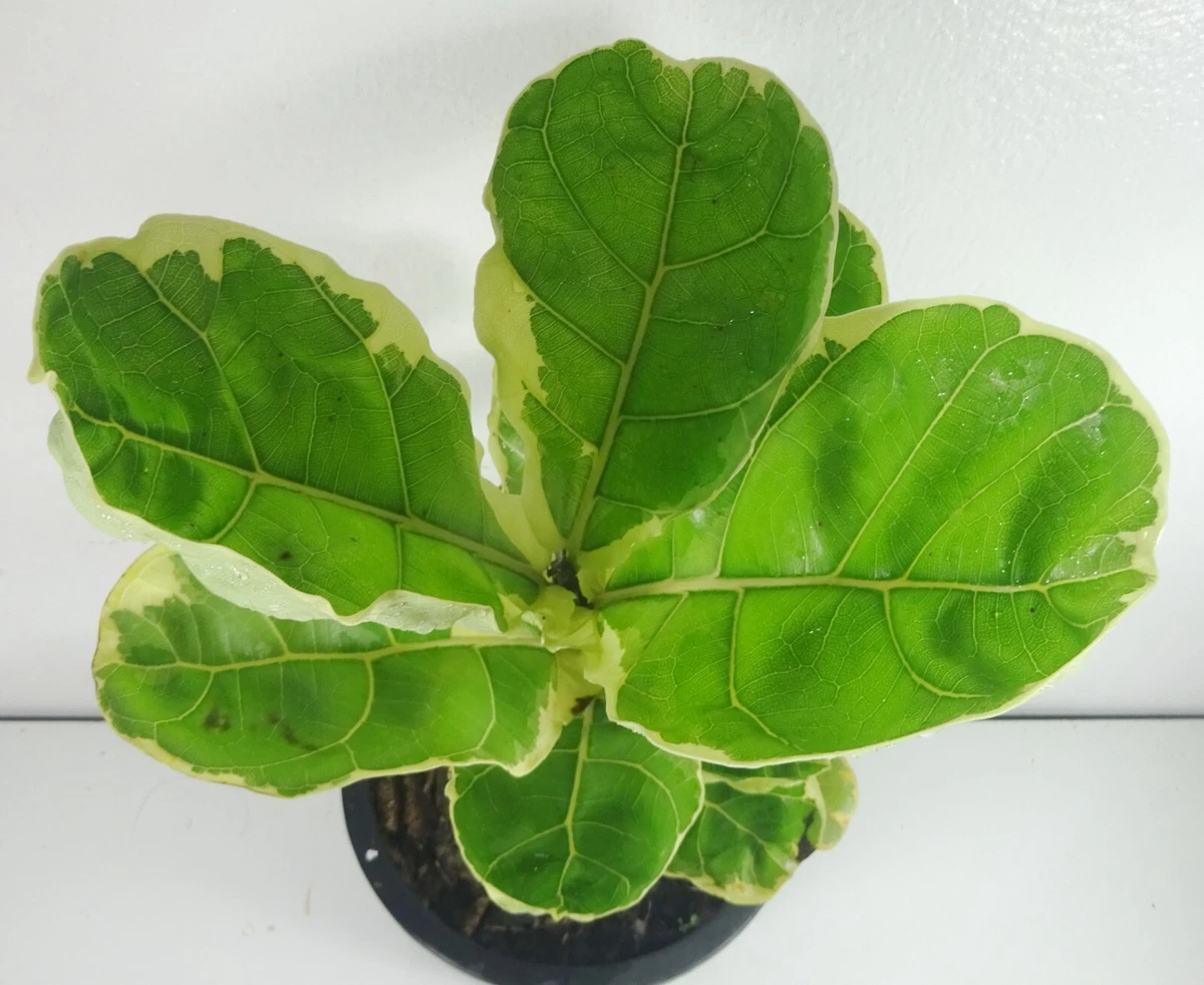 Ficus Lyrata Leaf