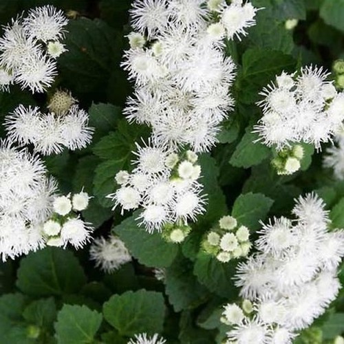 AGERATUM Ball White 200 seeds FLOWER GARDEN Spring Summer Hairy ...
