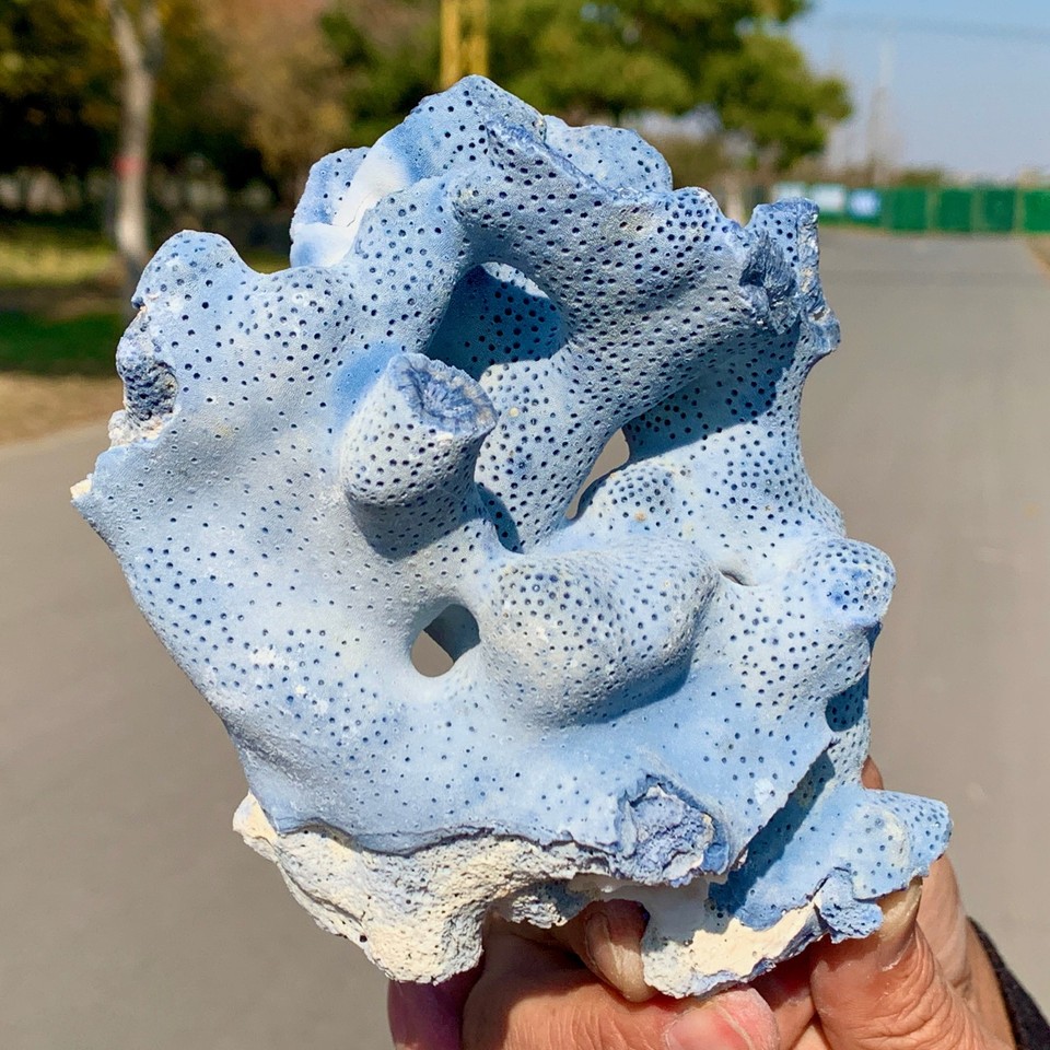 376G Natural Blue Coral Reef Cluster Marine Mineral Crystal Specimen | eBay