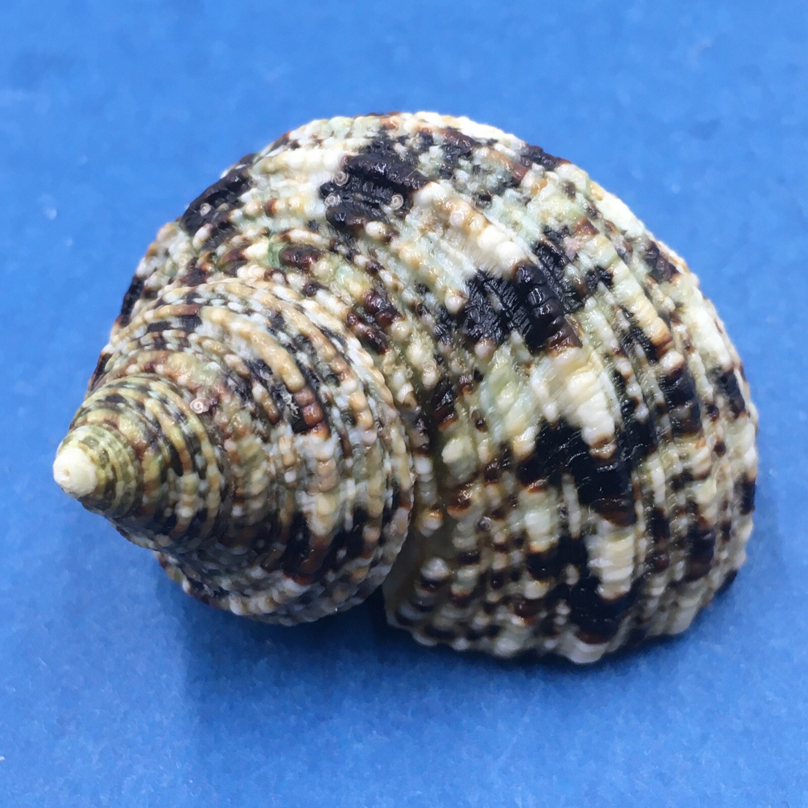 #3 Turbo intercostalis 40mm Mindanao, Philippines Turbinidae | eBay