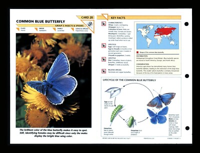 Common Blue Butterfly Wildlife Fact File Insect & Spider Card Home ...