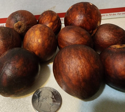 Lula avocado fruit tree 10 seeds Lot | eBay