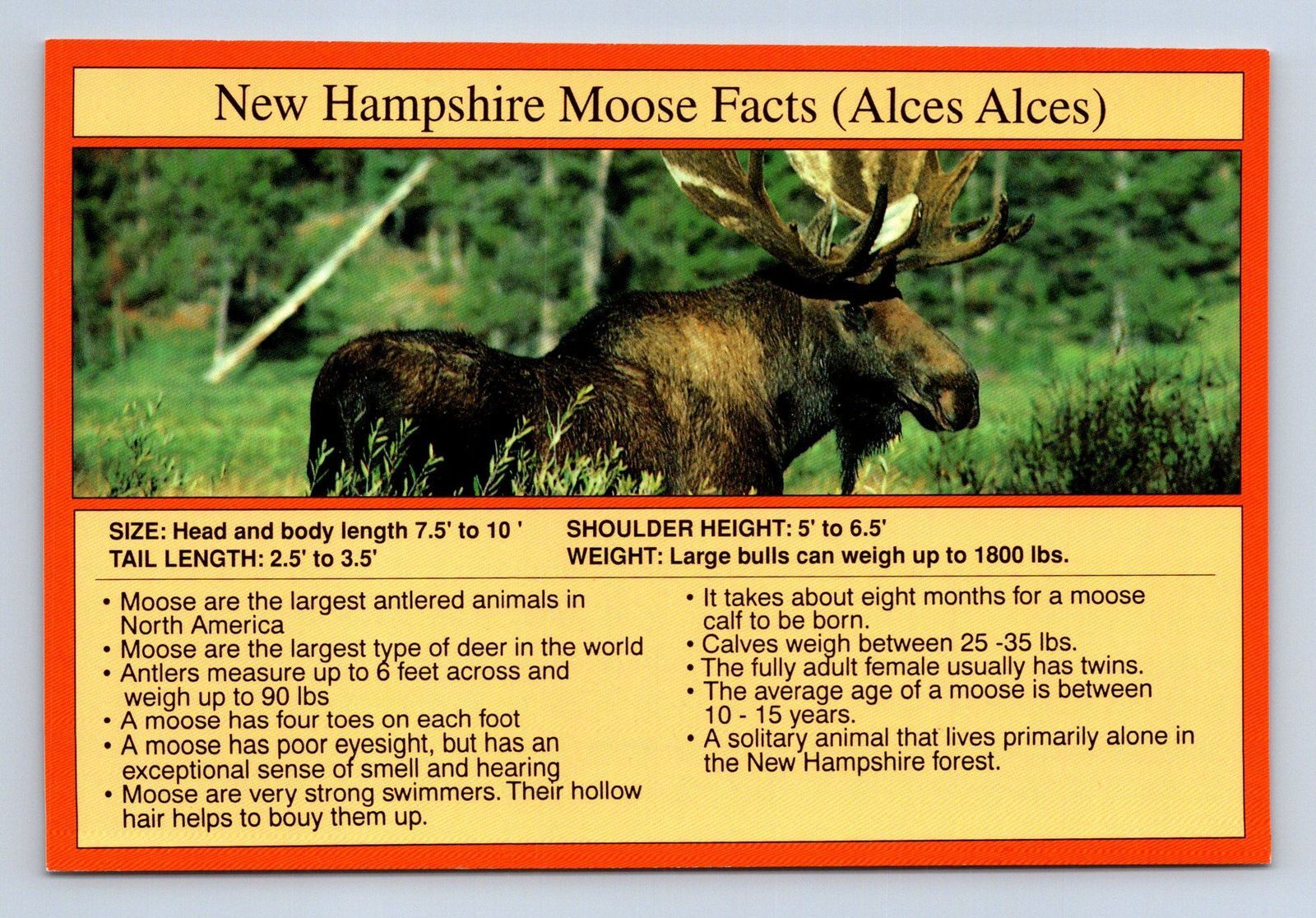 New Hampshire Moose Facts Postcard By Alan & Sandy Carey Unposted | eBay