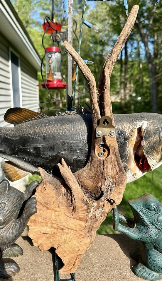 Vintage Largemouth Bass Taxidermy Fish Mounted on Driftwood Trophy 6lbs ...