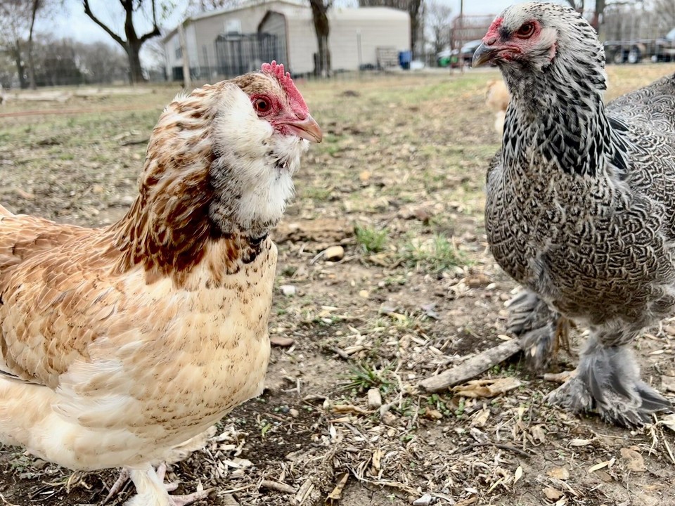 6+ Chicken Hatching Eggs Ameraucanas, Easter Eggers, Salmon Faverolles ...