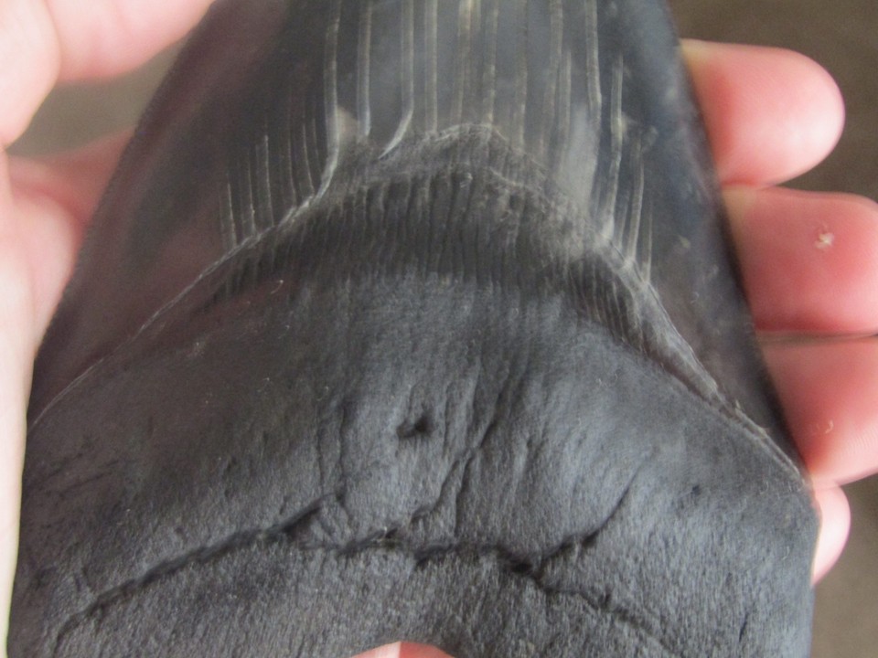 5.3 Inch Megalodon (Carcharodon Megalodon) Tooth, Black with Serration ...