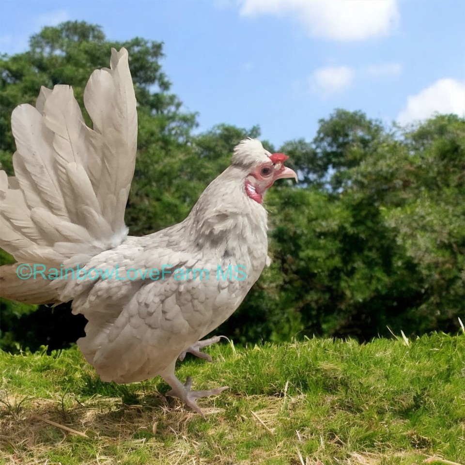 4+ Micro Short-legged PR Kikiriki Hatching Eggs Big Bone Topy Bolo Tri ...