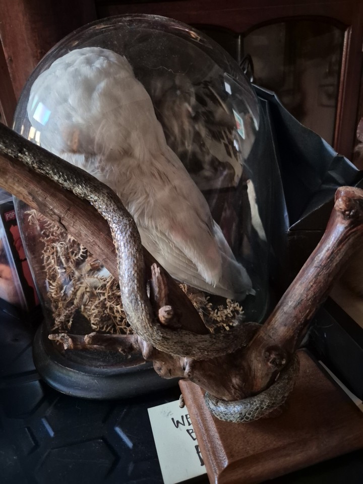 Taxidermy Snake , Nope Rope ,danger Noodle , Vintage, Tattoo, Gothic ...