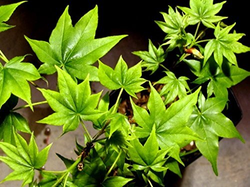 Hogyoku Japanese Maple One of The Best Maples for Fall Color 2 - Year ...