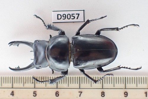 D9057. Insects, Lucanidae: Neolucanus sp. Vietnam, Ha Giang | eBay