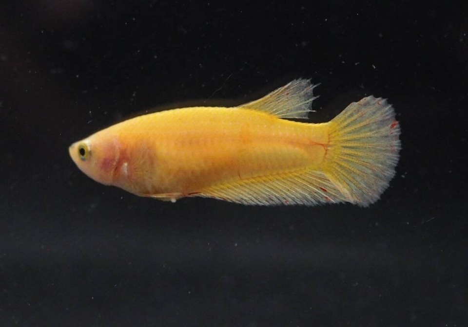 Pair of Bettas Super Yellow male and female Live Betta Fish Plakat for ...