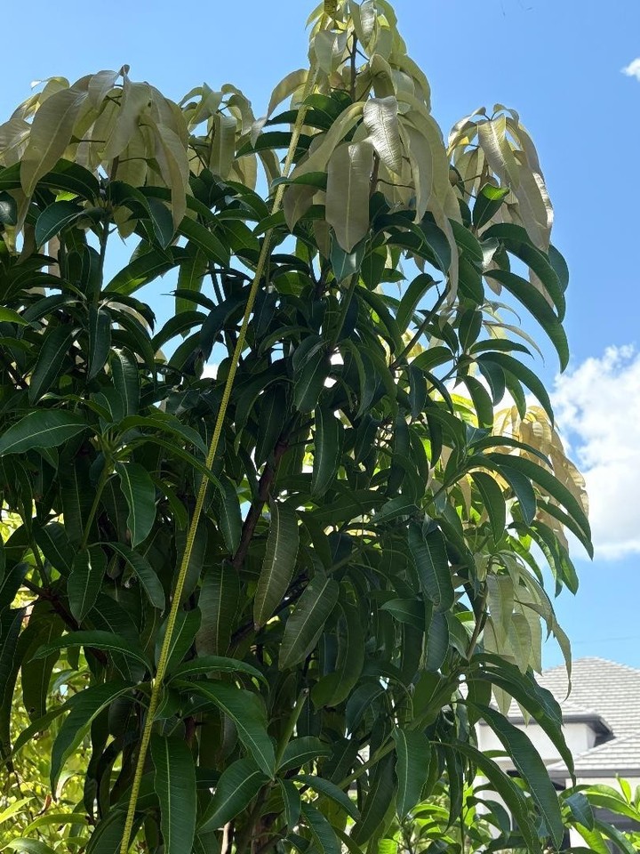 11 MO OLD GRAFTED SWEET TART MANGO (MANGIFERA INDICA) SEEDLING OF THE ...