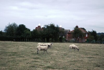 Photo 6x4 Sheep, Hawden Farm Tonbridge c2009 | eBay UK