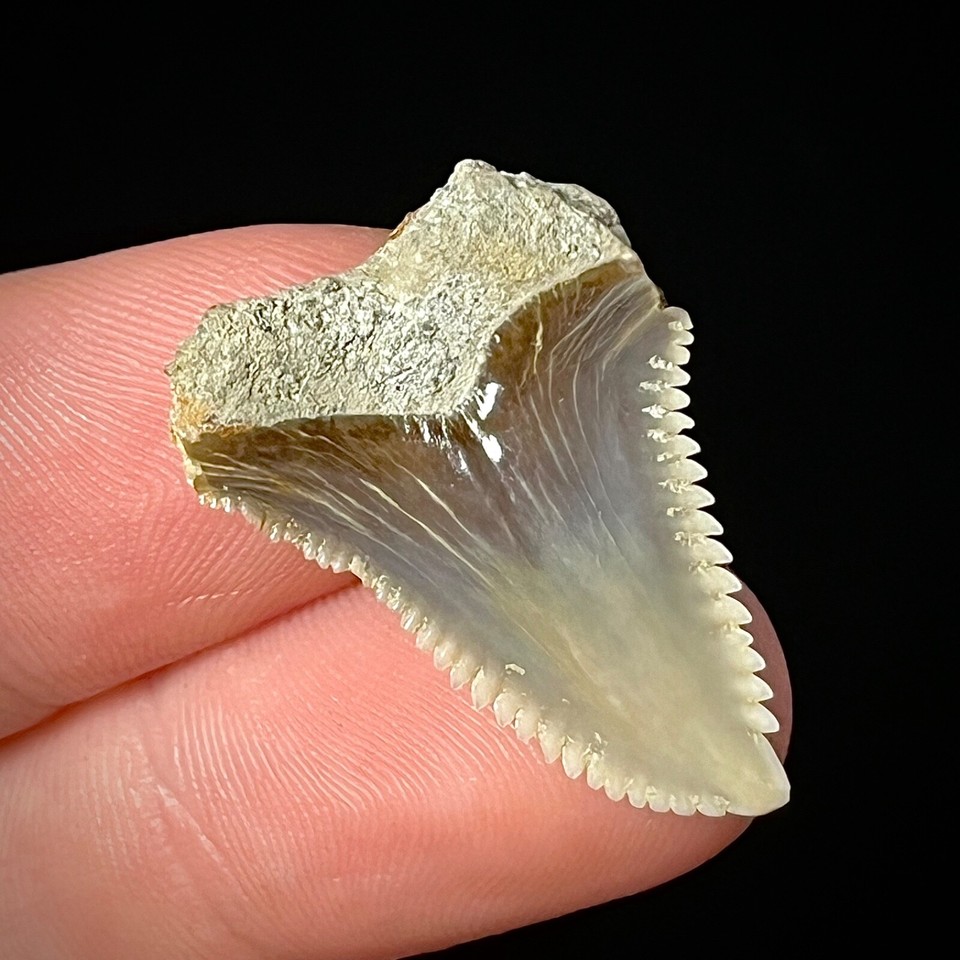 Indonesian Hemipristis serra/Snaggle Tooth Shark Tooth 1.10" Real ...