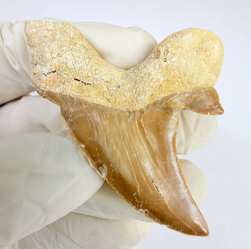 Large Otodus Obliquus FOSSIL SHARK Tooth 60 Million Years Old. | eBay