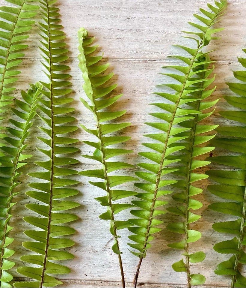 Plants-20 Bare Root Ferns-healthy And Fast Growing | eBay