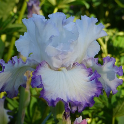 Center Ice Iris Plant Quart Pot - Large Purple White Flowers Perennial ...