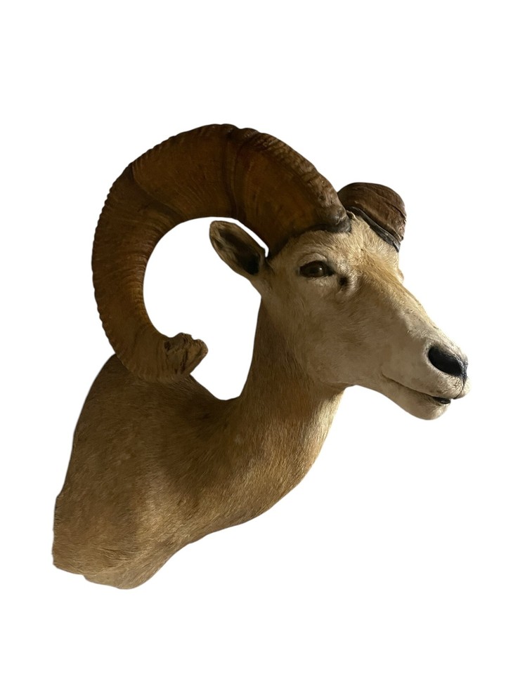 Awesome DESERT SHEEP Shoulder mount, with Big Horns Log Cabin Hunting ...