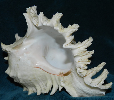 GORGEOUS UNIQUE SPIKY CONCH SHELL! NAUTICAL! WOW! | eBay