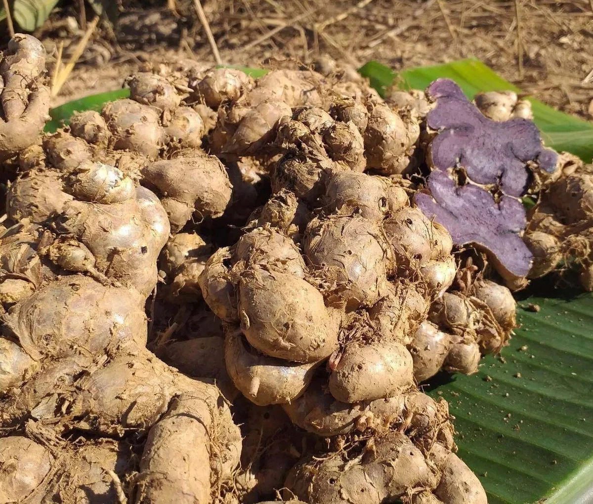 Ginger Vegetable Plant