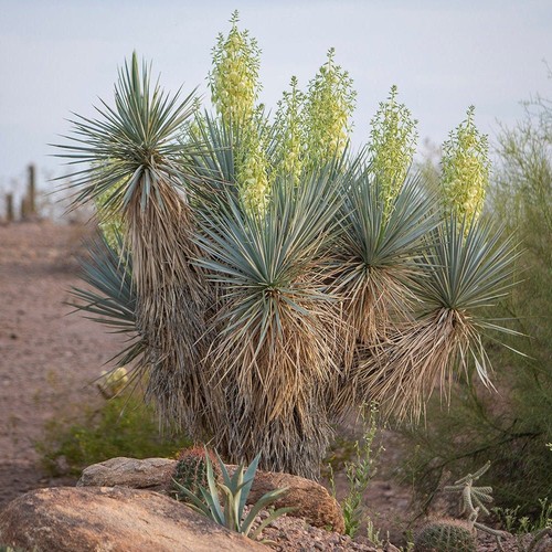 Yucca rigida 'Blue Yucca' Oregon COLD HARDY | eBay