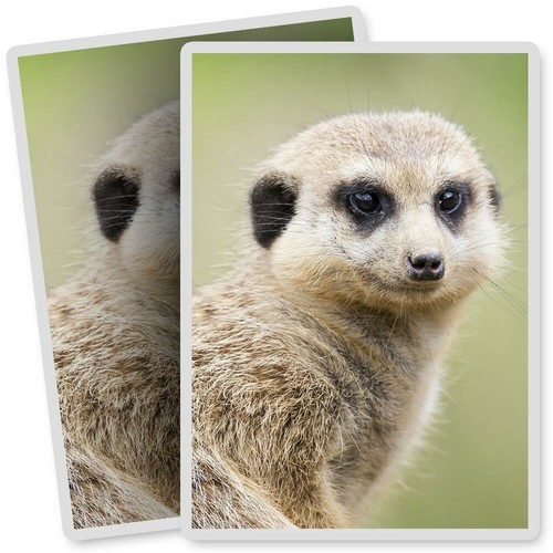 2 x Vinyl Stickers 7x10cm - Little Cute Meerkat Animals Mongoose #8554 ...