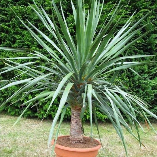 Dracaena Draco Flower