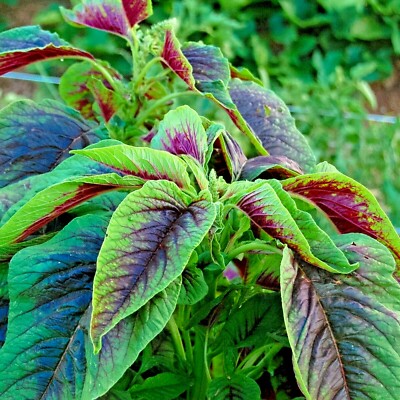 RED AMARANTH 100+ SEEDS STRIPE LEAF CHINESE SPINACH YIN CHO VEGETABLE ...