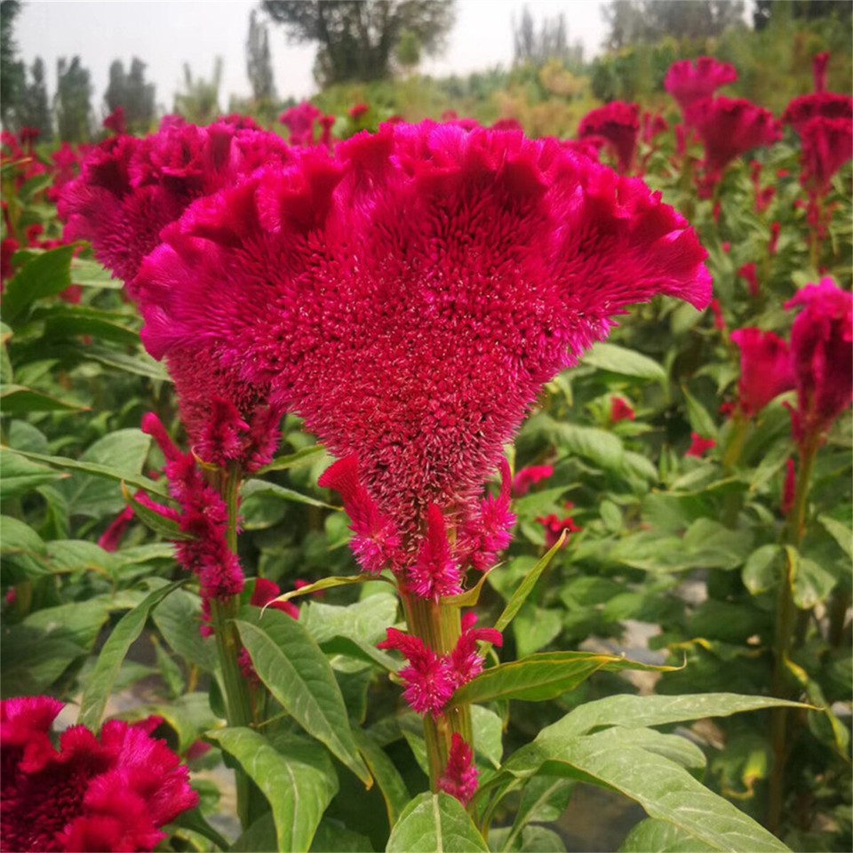 1 Pack Celosia CRISTATA Cockscomb Purple Beautiful Garden Flowers ...